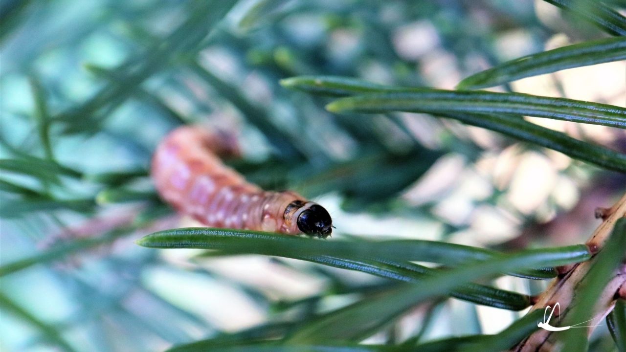 Check your trees for hungry critters - Small Town Times